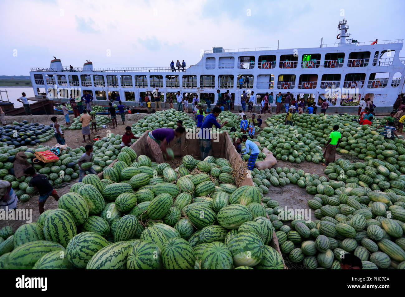 A huge quantity of newly harvested watermelon is brought for ...