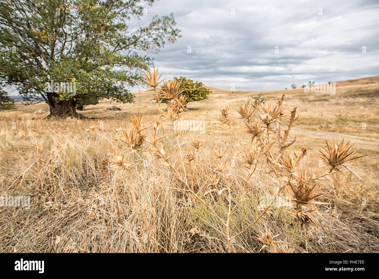 A big old poplar tree with an impressive trunk Stock Photo - Alamy