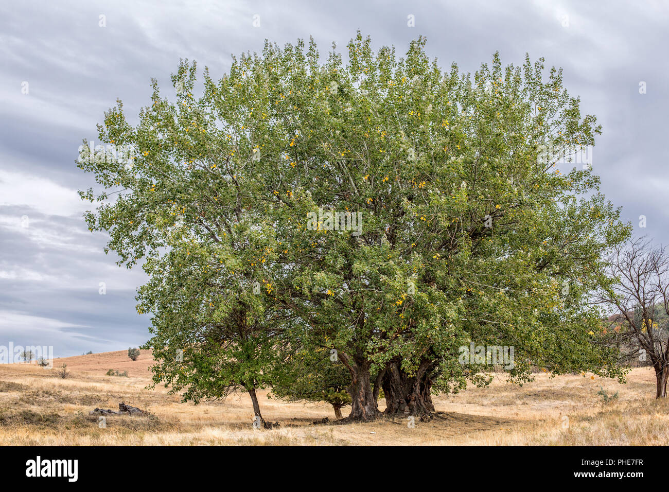 A big old poplar tree with an impressive trunk Stock Photo - Alamy