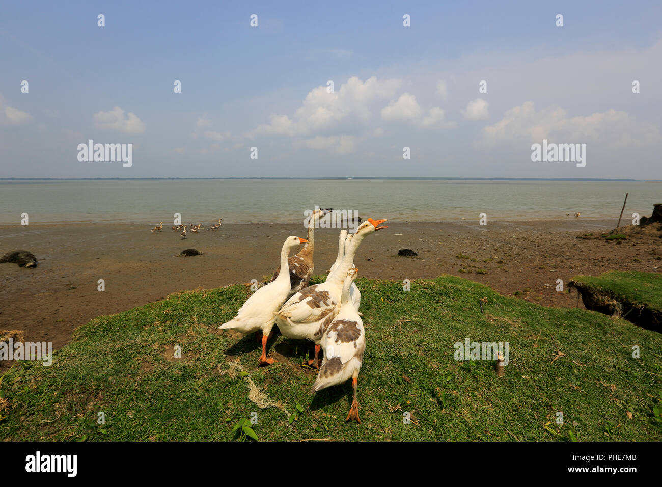 Tetulia High Resolution Stock Photography and Images - Alamy