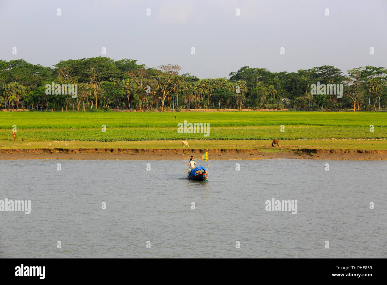 Agricultural field on the bank of Tetulia River. Patuakhali, Bangladesh ...