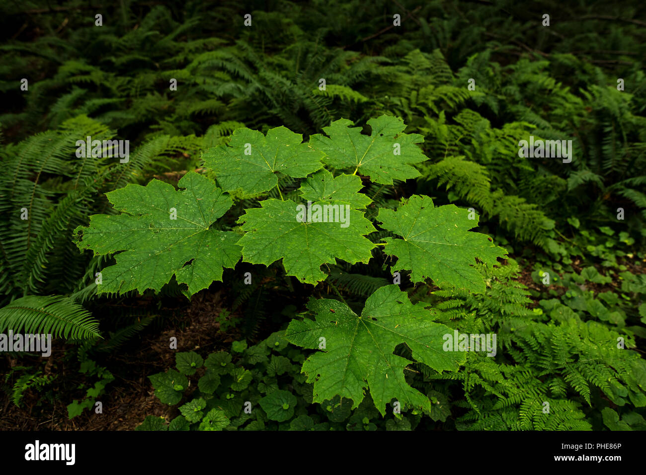 Fern Earth Underbrush Clearing Underbrush Along The Future Atlanta