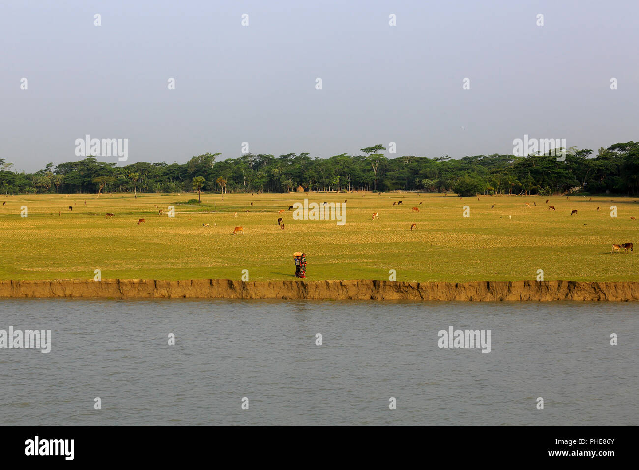 Agricultural field on the bank of Tetulia River. Patuakhali, Bangladesh ...