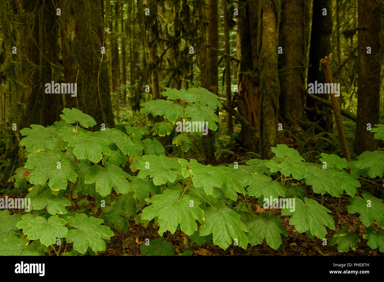 Lush vegetation and thick underbrush in the dark rainforest at the ...