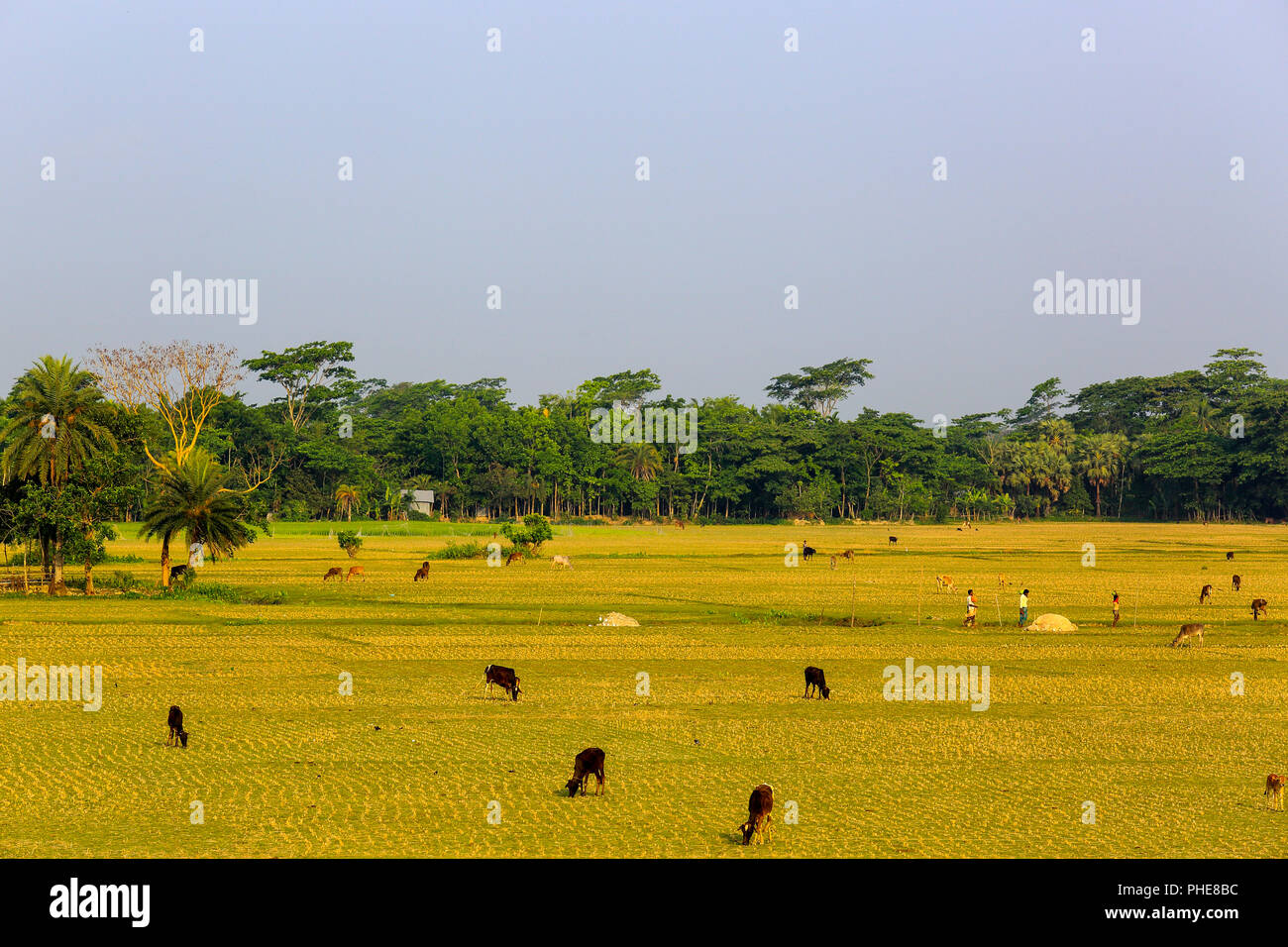 Agricultural field on the bank of Tetulia River. Patuakhali, Bangladesh ...