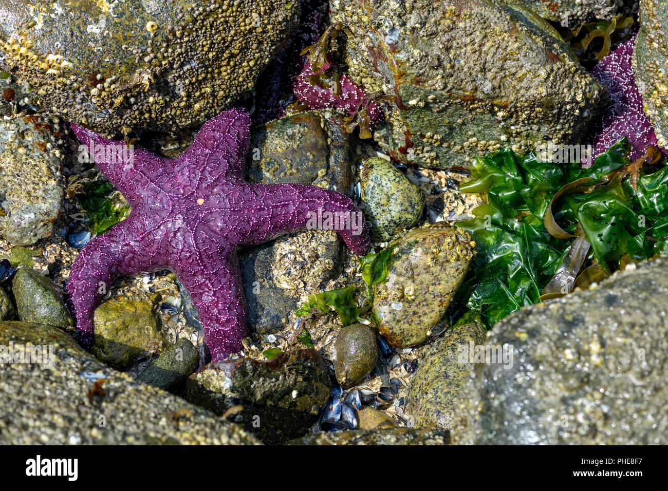 Ochre starfish (Pisaster ochraceus) also known as purple sea star at ...