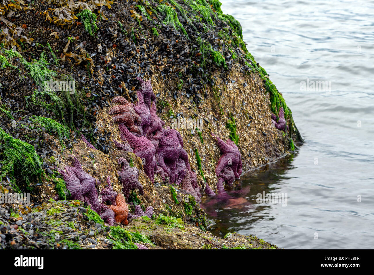 Rocky intertidal (starfish or seastar) hi-res stock photography and ...