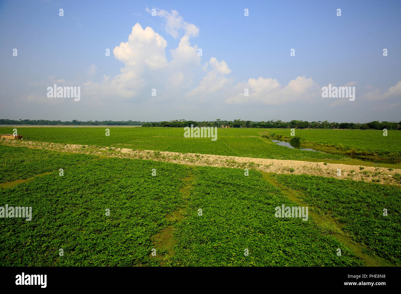 Agricultural field on the bank of Tetulia River. Patuakhali, Bangladesh ...