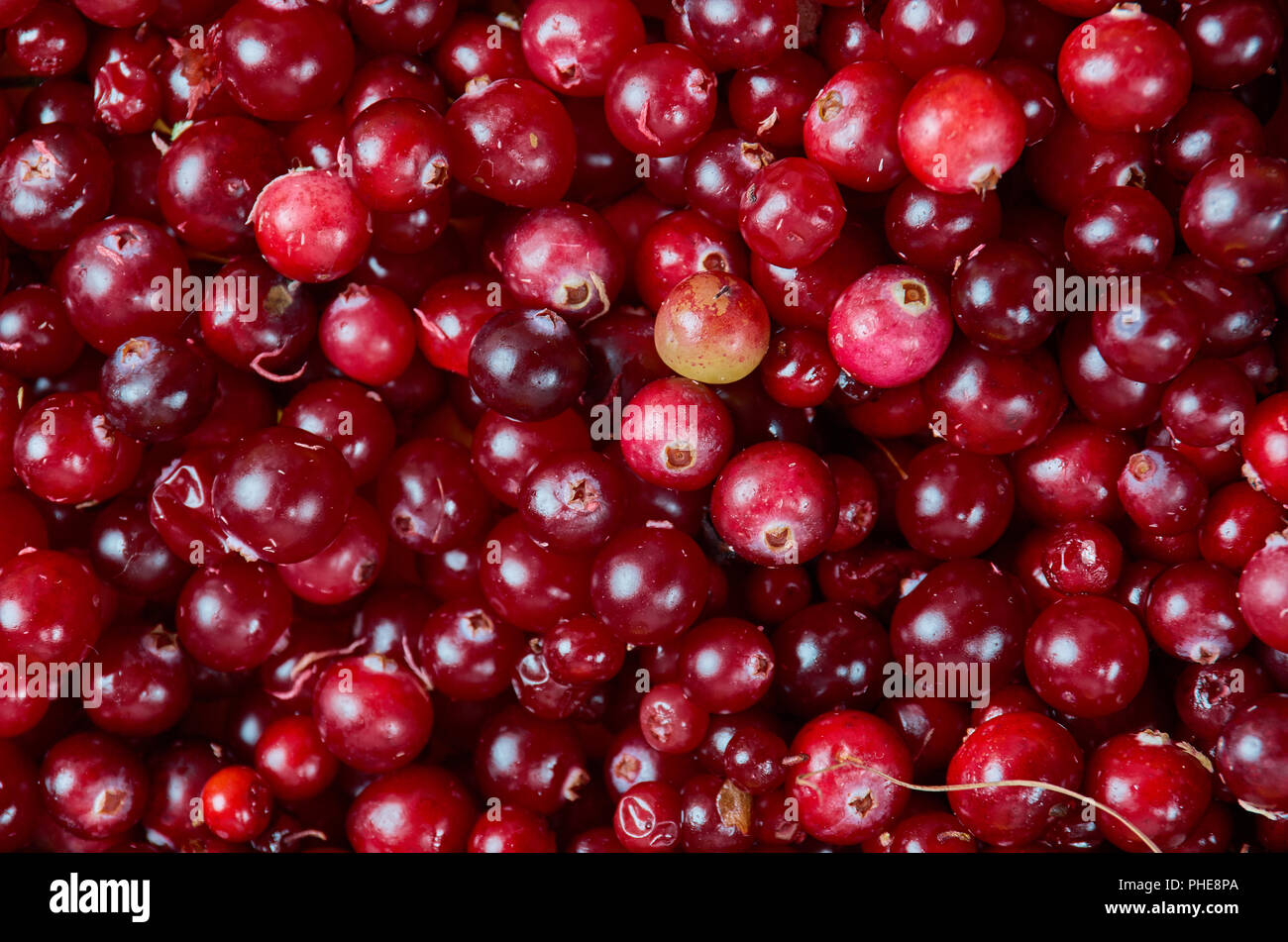 Cowberry cranberry texture Stock Photo - Alamy