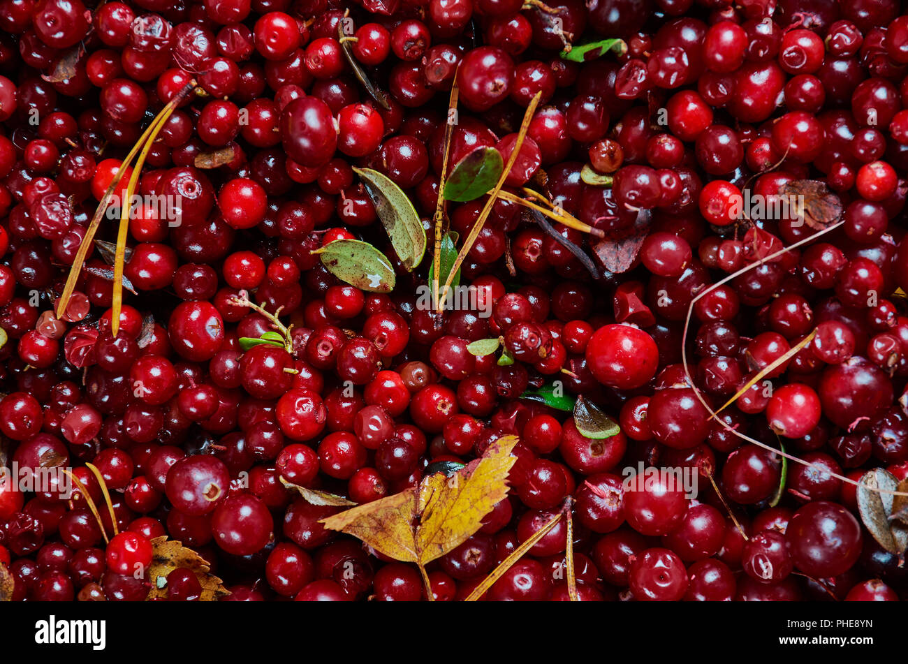Cowberry cranberry texture Stock Photo - Alamy