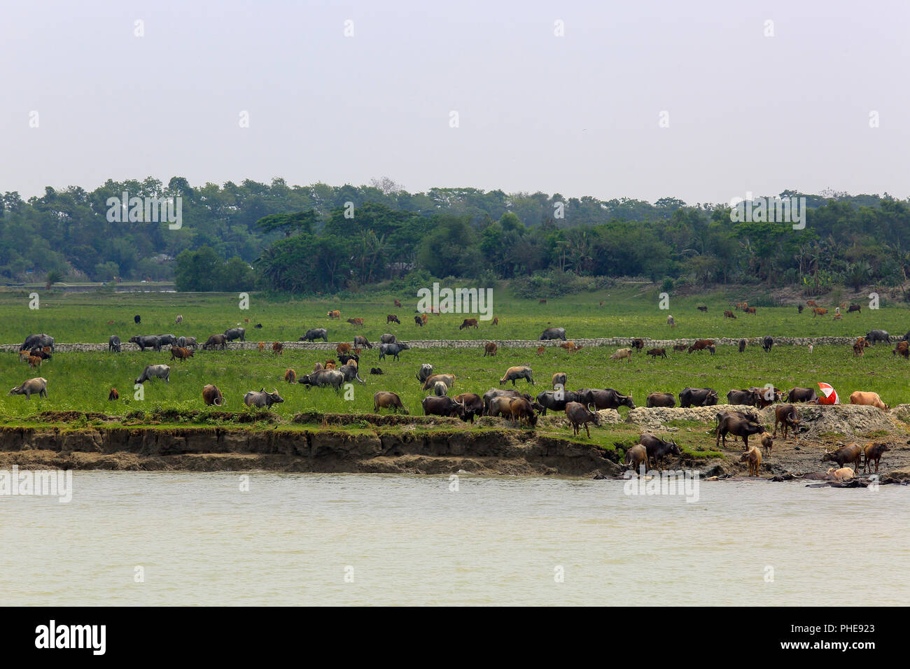 Erosion on the bank of Tetulia River, Patuakhali, Bangladesh Stock ...