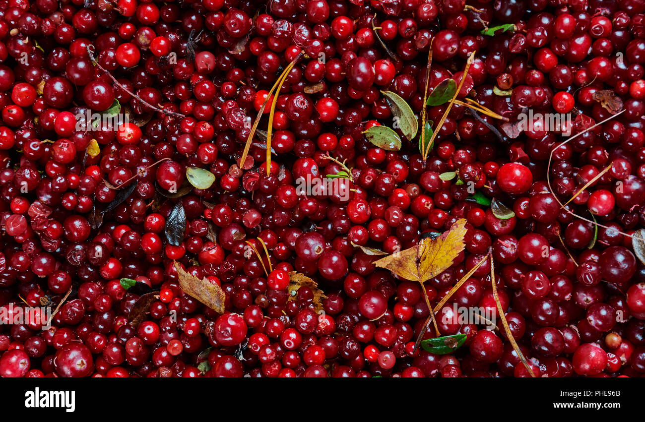 Cowberry cranberry texture Stock Photo - Alamy