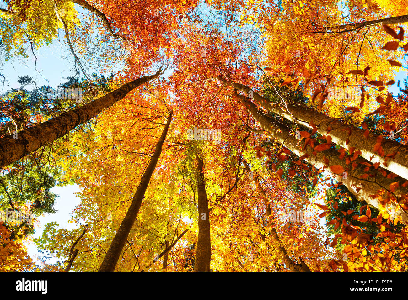 Fall in the forest Stock Photo - Alamy