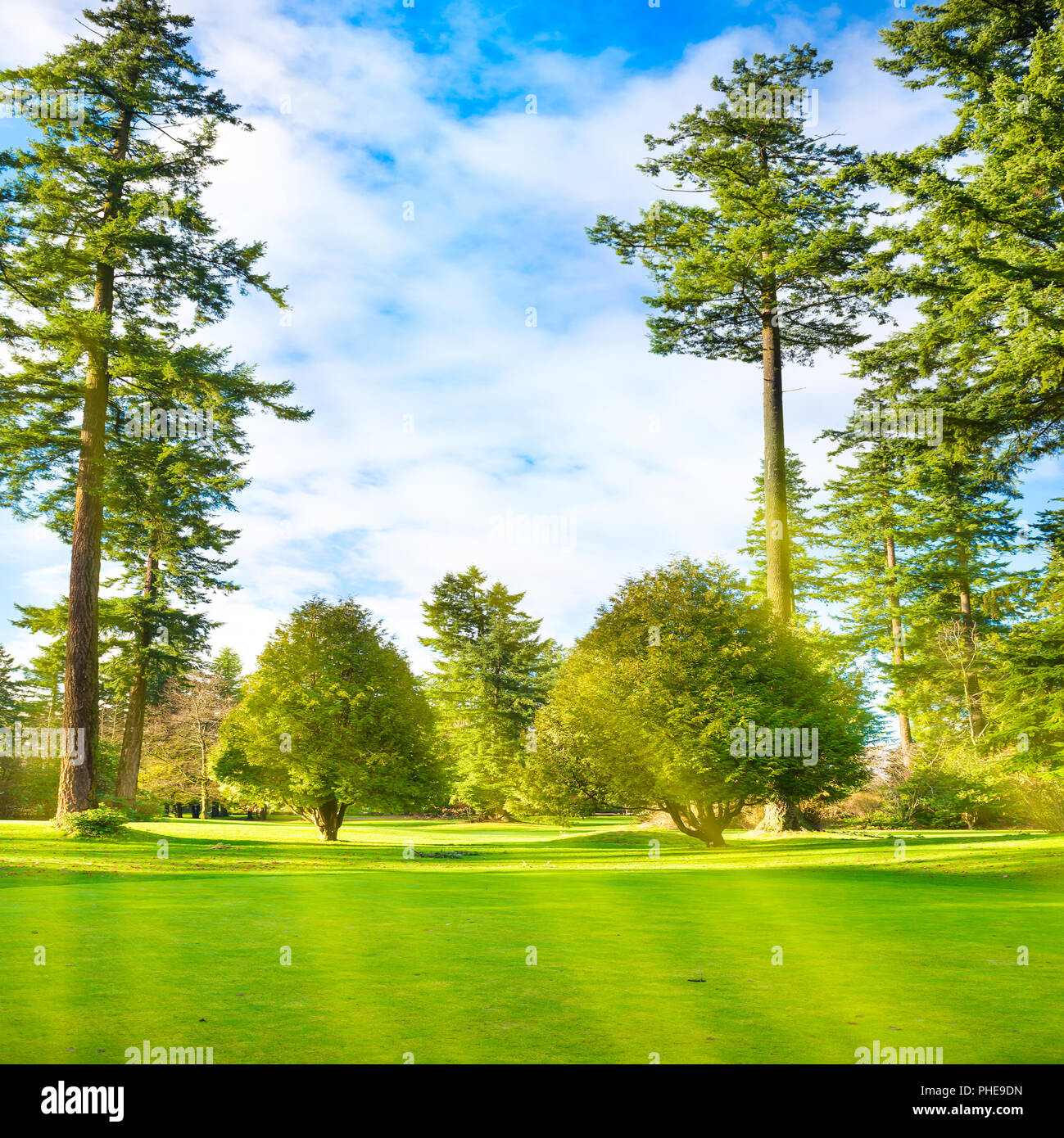 Green lawn trees hi-res stock photography and images - Alamy