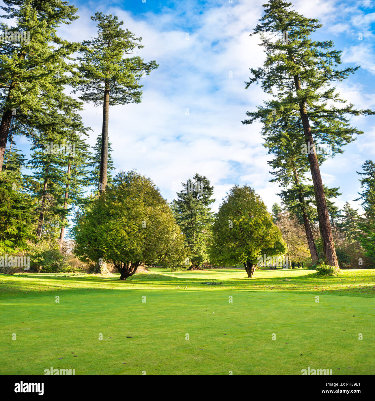 Green lawn trees hi-res stock photography and images - Alamy