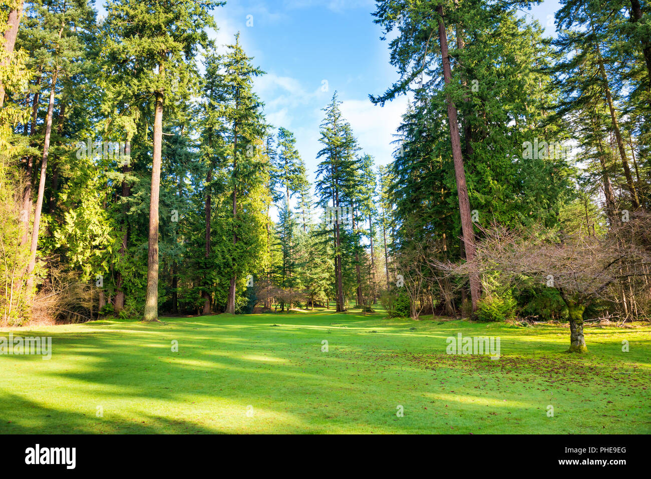 Green lawn trees hi-res stock photography and images - Alamy