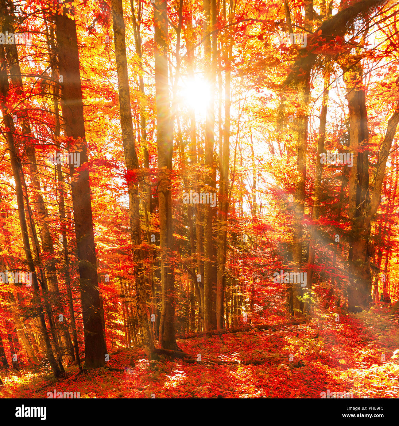 Red is in the trees hi-res stock photography and images - Alamy