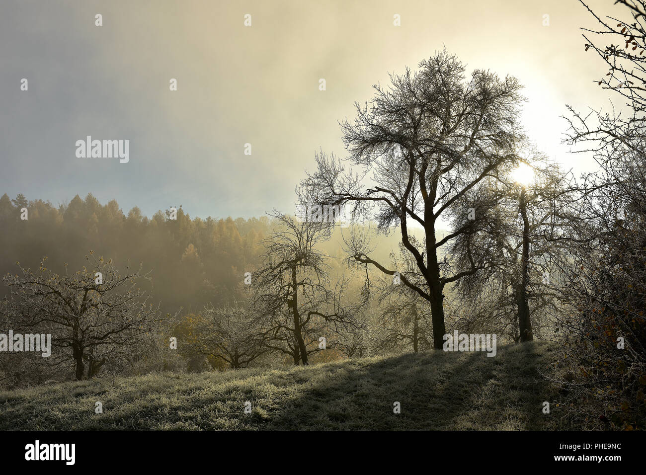 Back fruit hi-res stock photography and images - Alamy