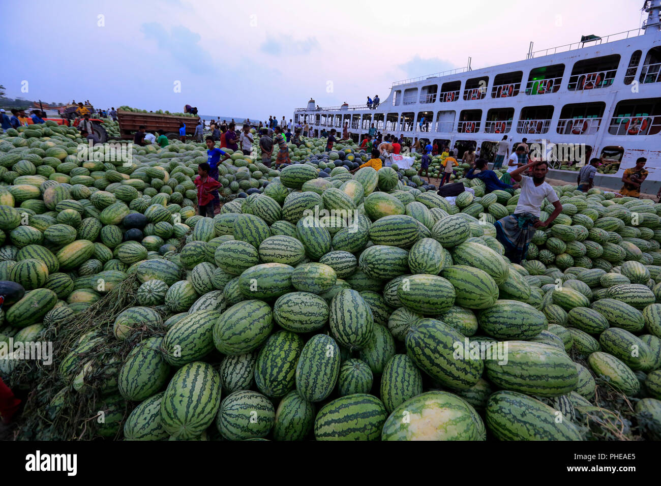 A huge quantity of newly harvested watermelon is brought for ...