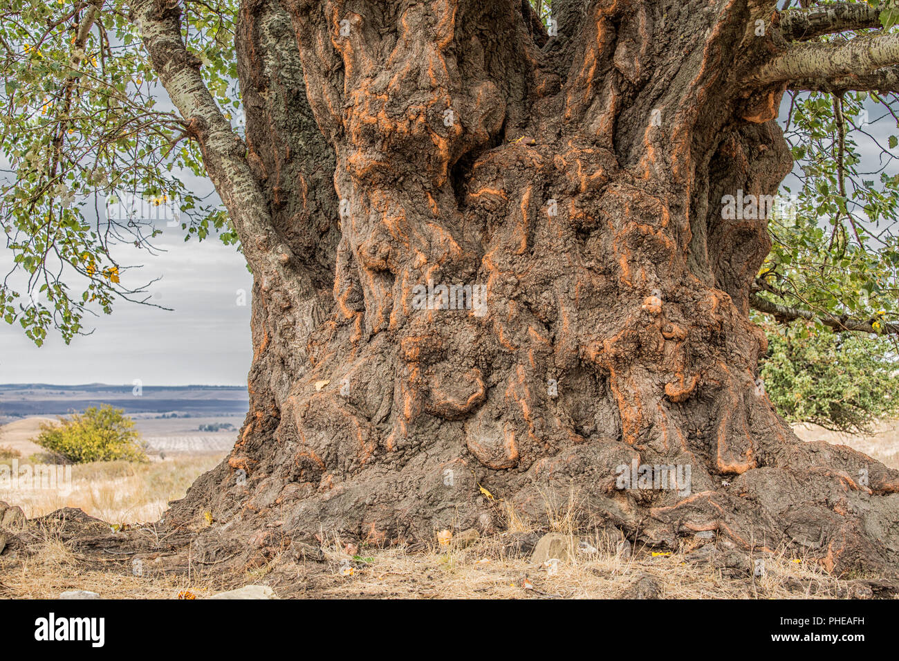 A big old poplar tree with an impressive trunk Stock Photo - Alamy