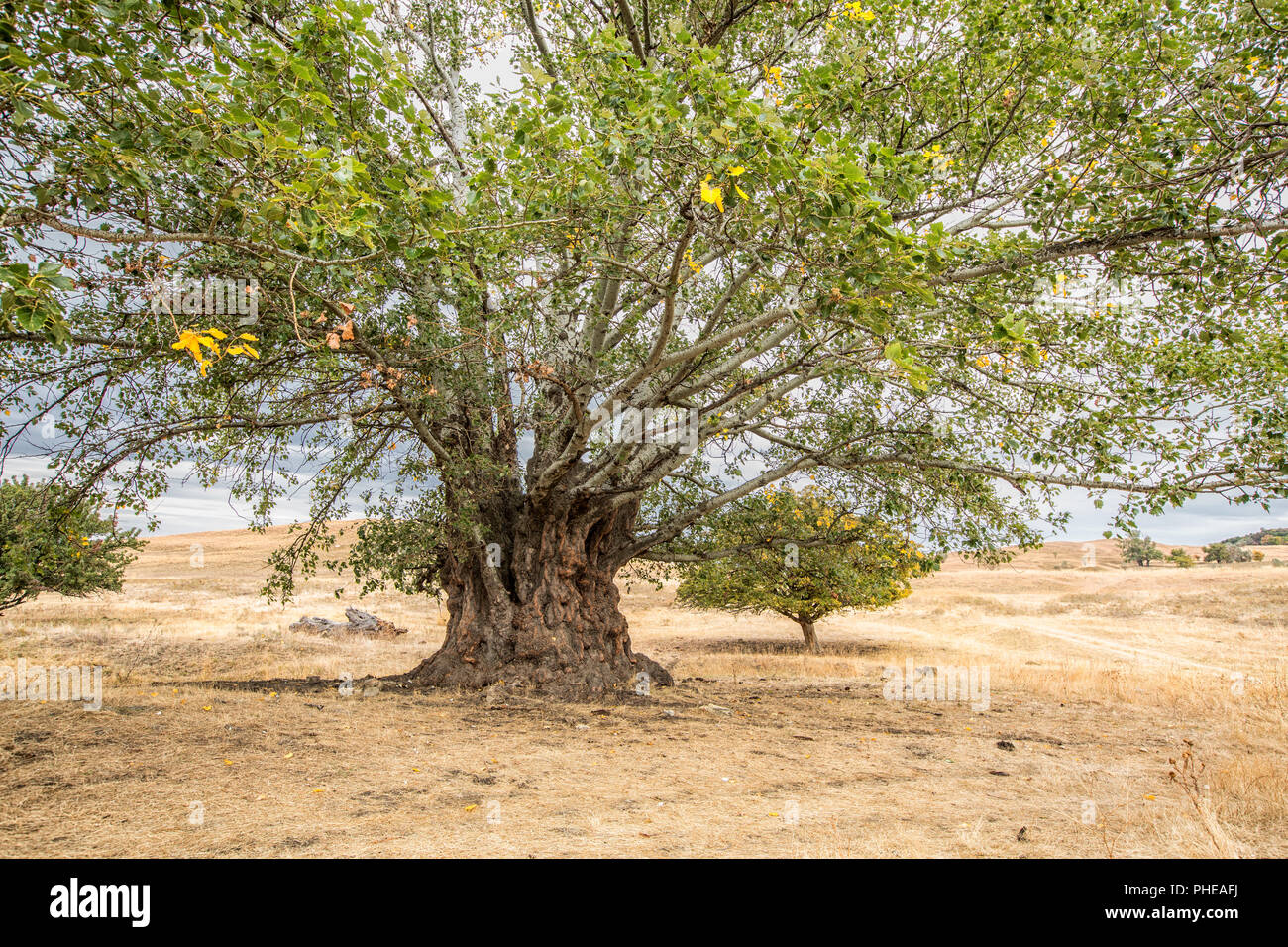 A big old poplar tree with an impressive trunk Stock Photo - Alamy