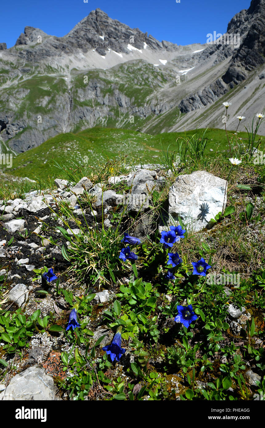 Gentian alps mountains flower hi-res stock photography and images - Alamy