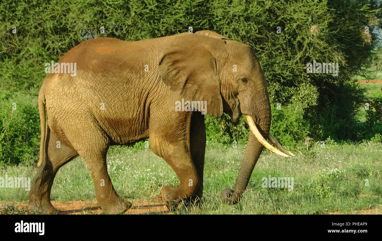 Elephants in Kenya Stock Photo - Alamy