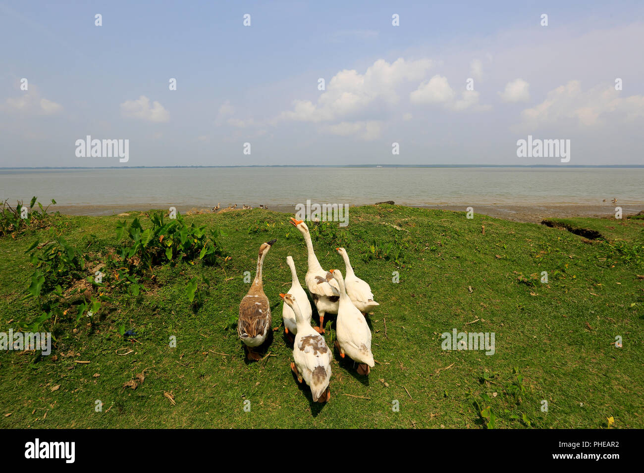 Tetulia hi-res stock photography and images - Alamy