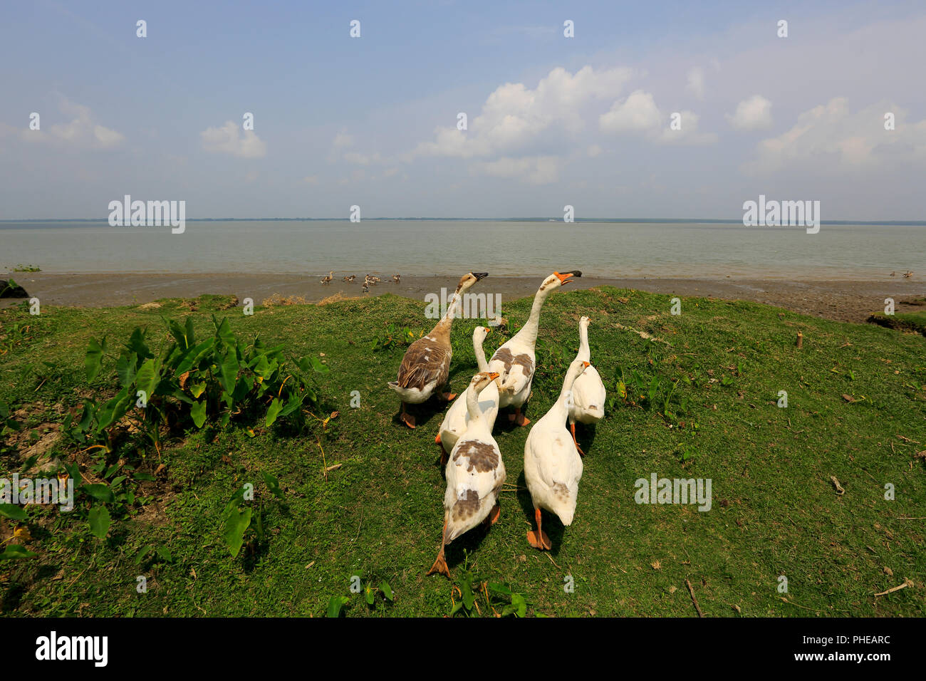 Swans on the Tetulia riverbank in Patuakhali, Bangladesh Stock Photo ...