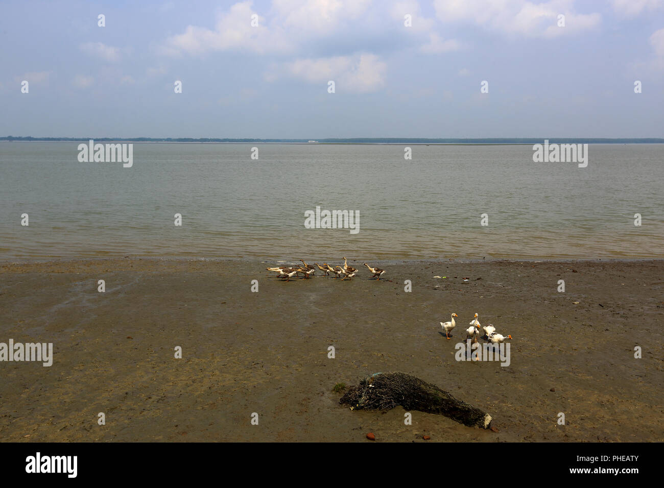 Swans on the Tetulia riverbank in Patuakhali, Bangladesh Stock Photo ...
