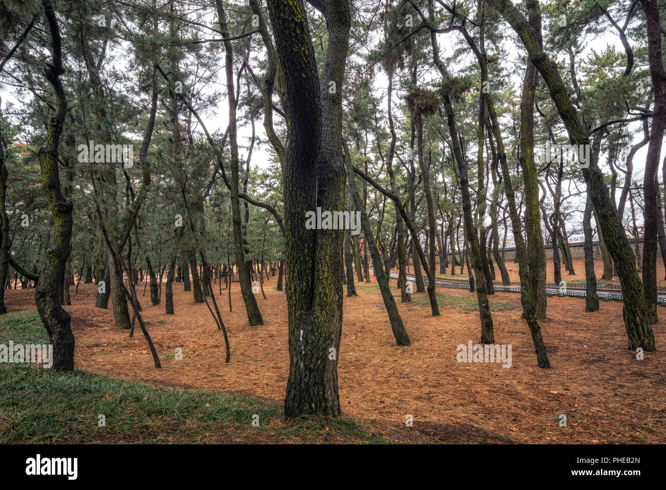daereungwon pine tree forest Stock Photo - Alamy