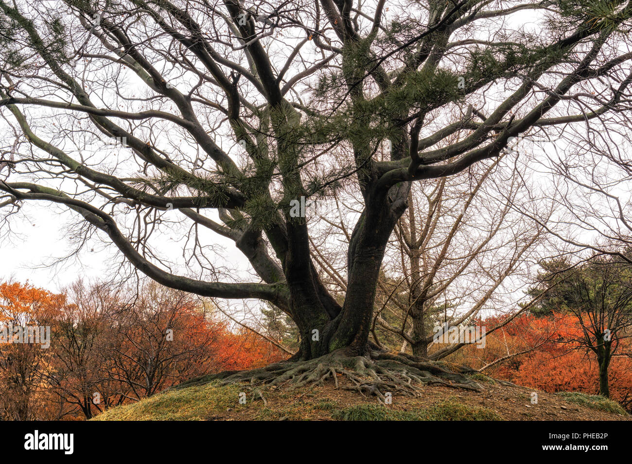 Tumuli park daereungwon tomb complex hi-res stock photography and ...