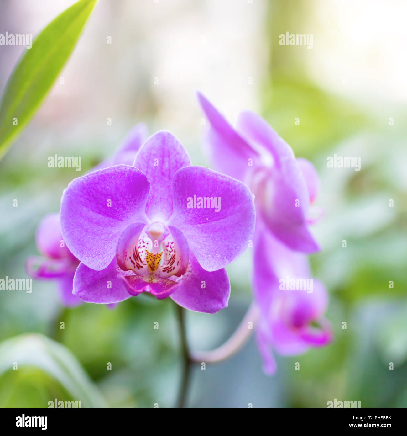 Purple orchids in a tropical forest Stock Photo - Alamy