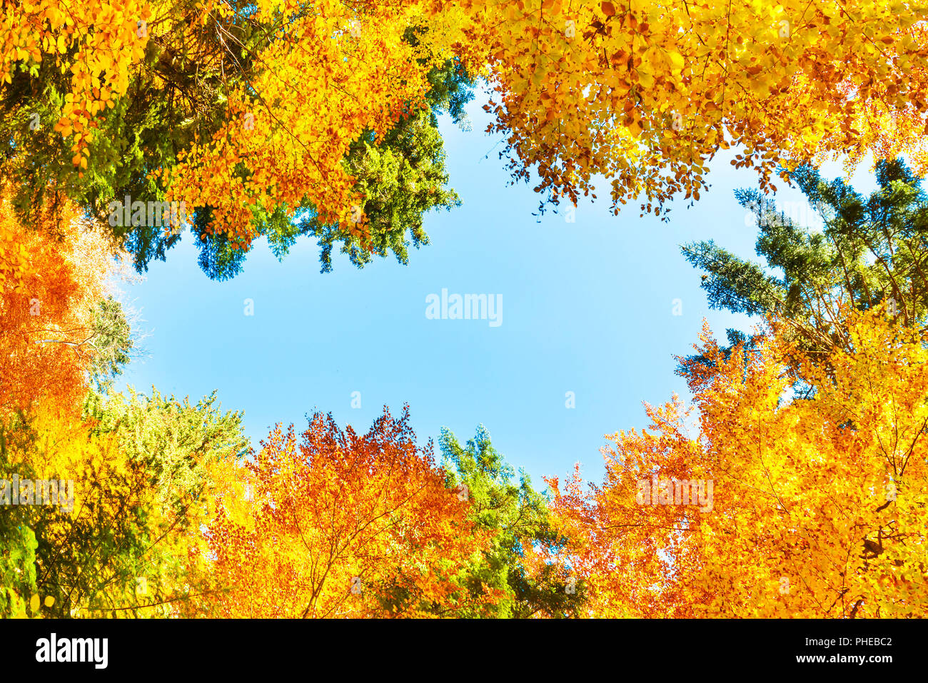 Fall in the forest with orange trees Stock Photo - Alamy