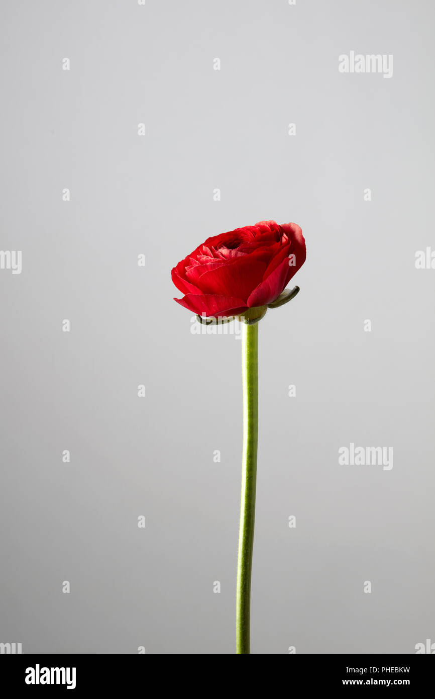 Gray background flower hi-res stock photography and images - Alamy