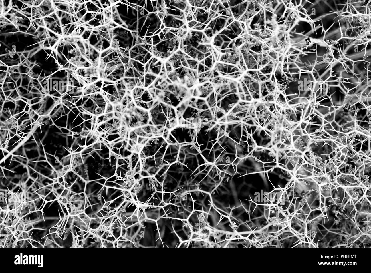 Natural texture hi-res stock photography and images - Alamy