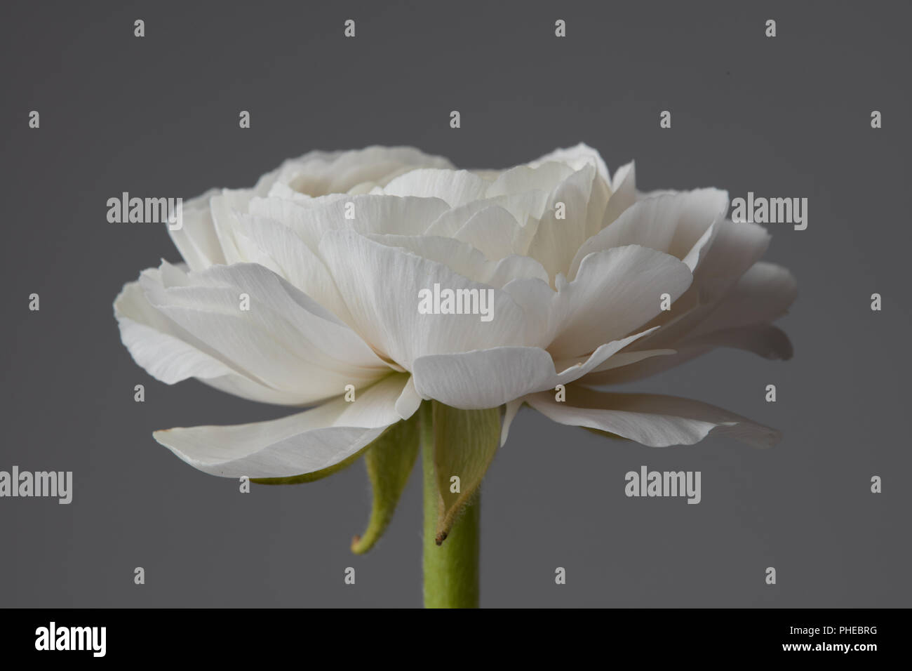 White ranunculus hi-res stock photography and images - Alamy