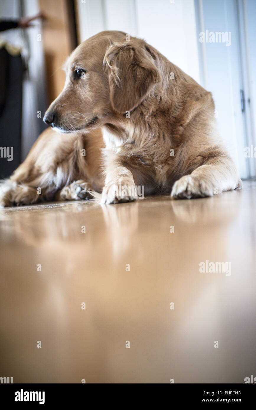 portrait of Golden Retriever breed dog at home Stock Photo - Alamy