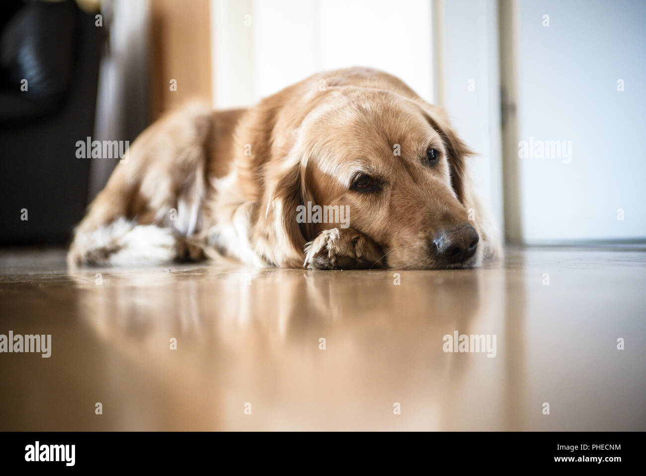 portrait of Golden Retriever breed dog at home Stock Photo - Alamy