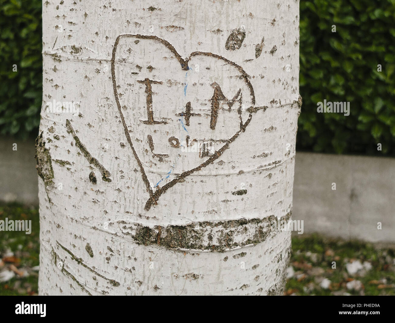 tree with heart engraved with letters Stock Photo - Alamy