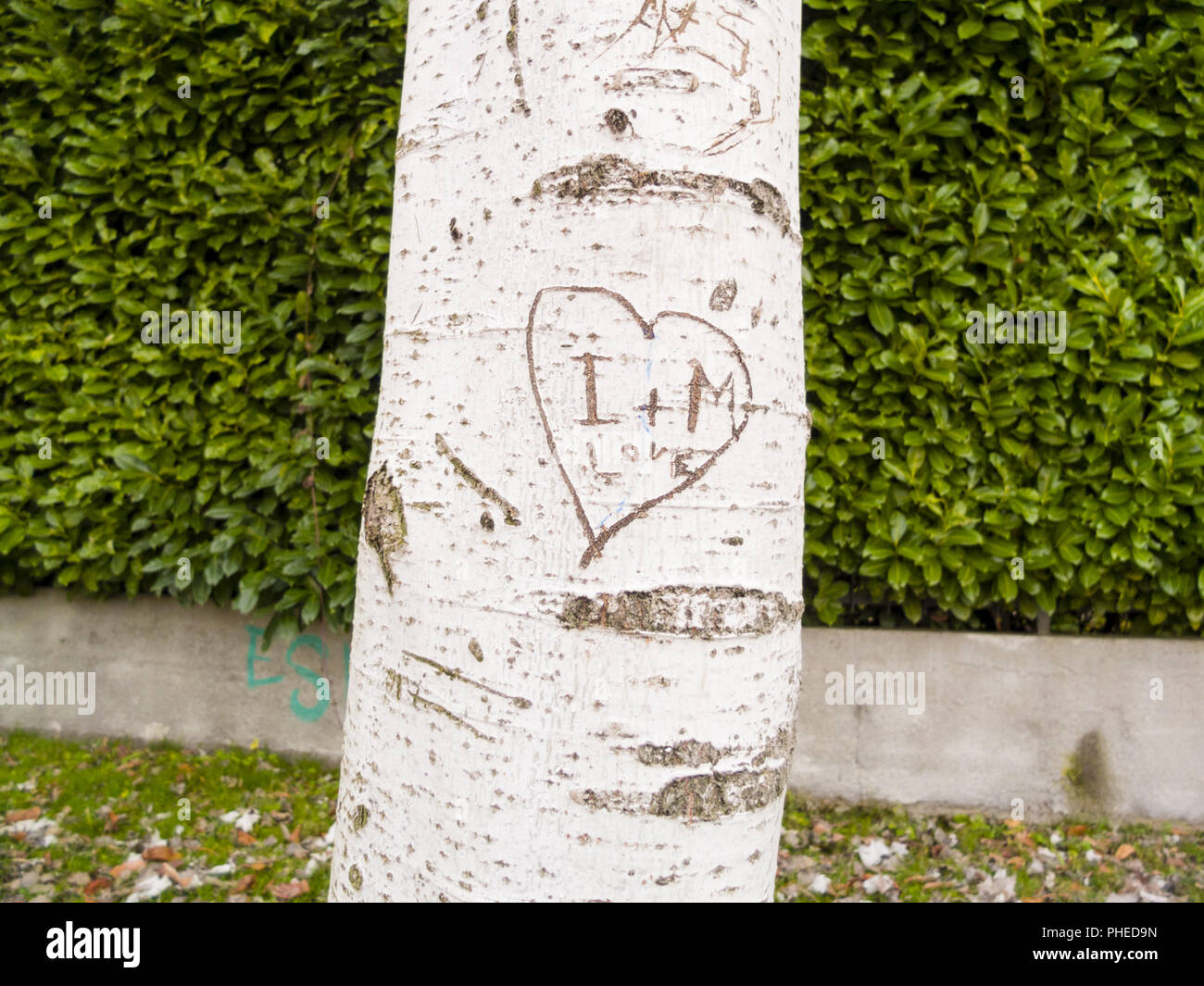 tree with heart engraved with letters Stock Photo - Alamy