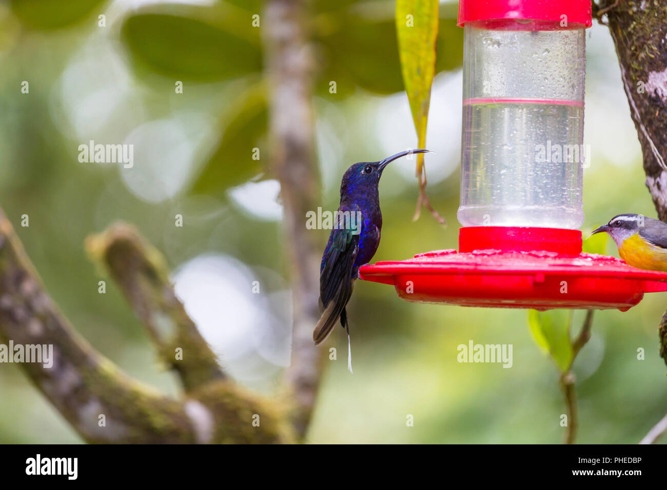 Ani caribbean hi-res stock photography and images - Alamy
