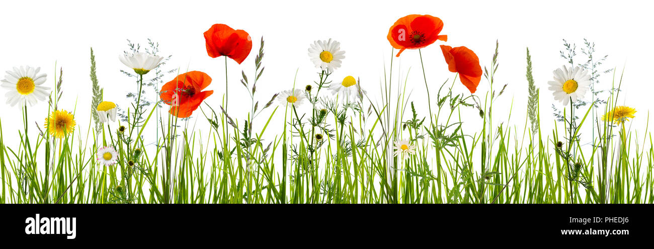 isolated wildflowers in grass meadow Stock Photo - Alamy