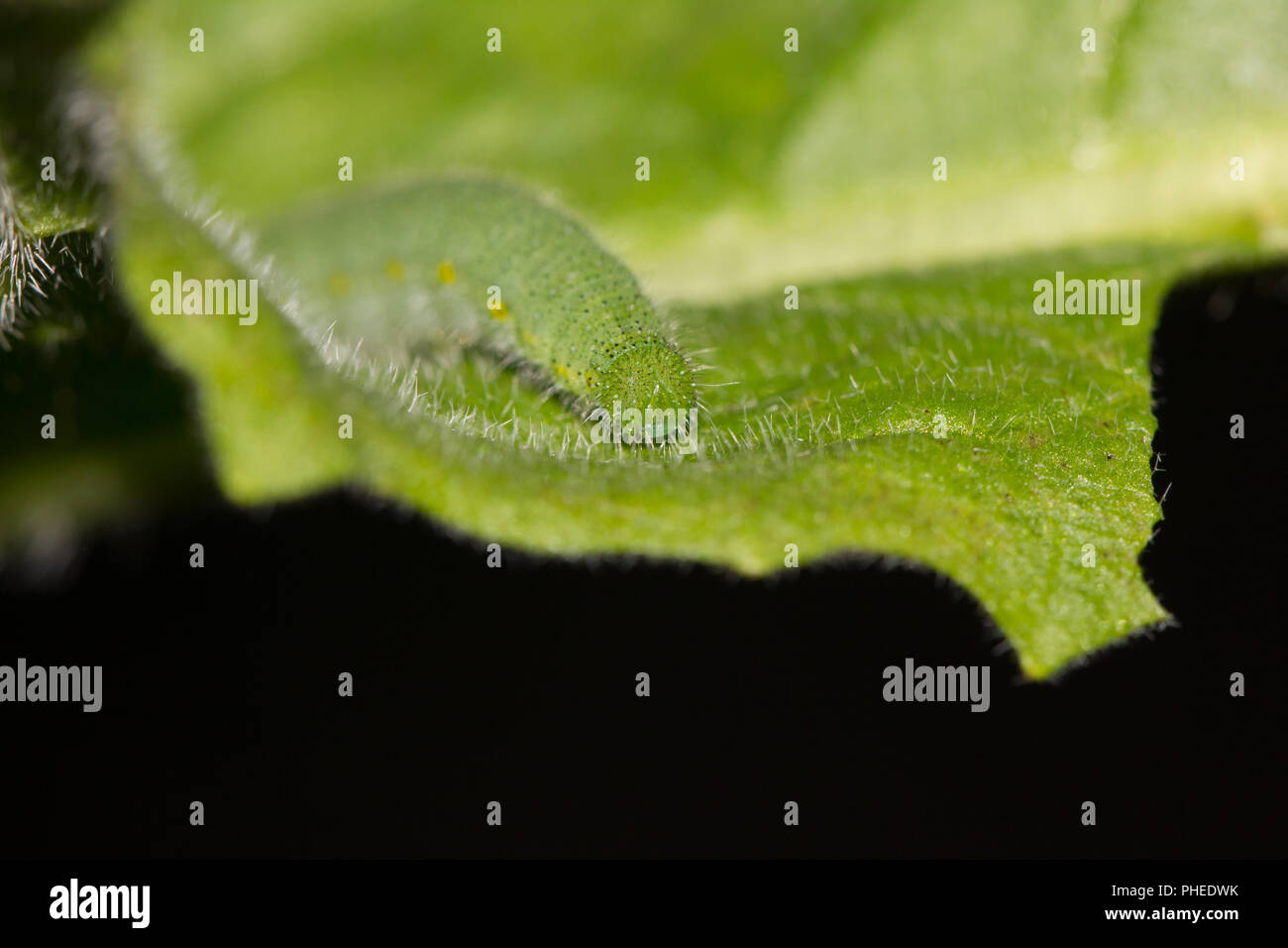 Green-veined white cabbage larvae Stock Photo - Alamy