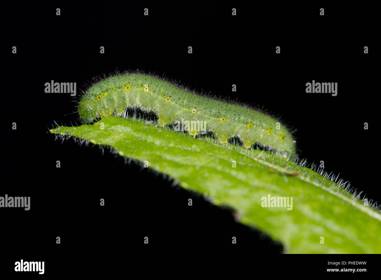 Cabbage white larvae hi-res stock photography and images - Alamy