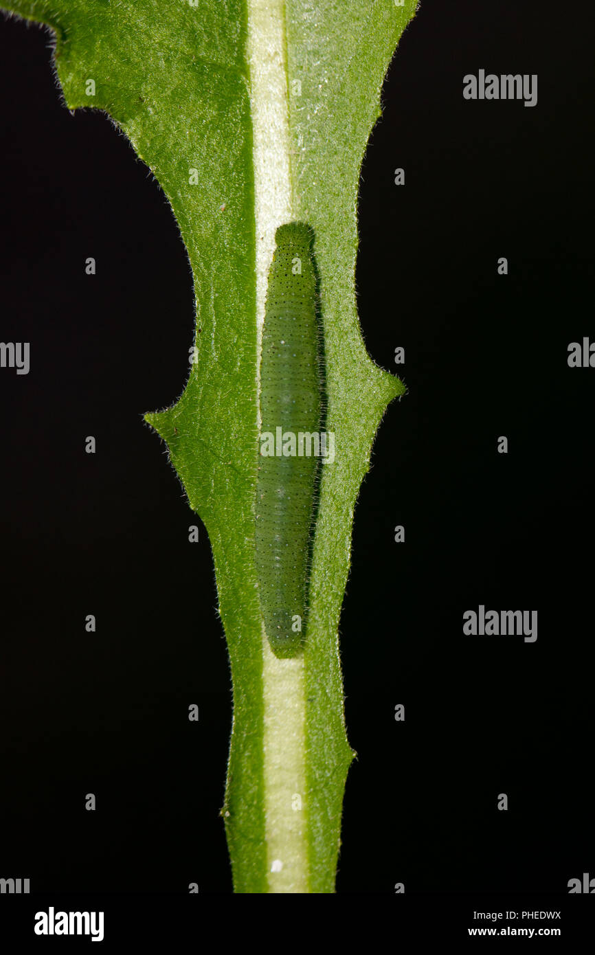 Green-veined white cabbage larvae Stock Photo - Alamy