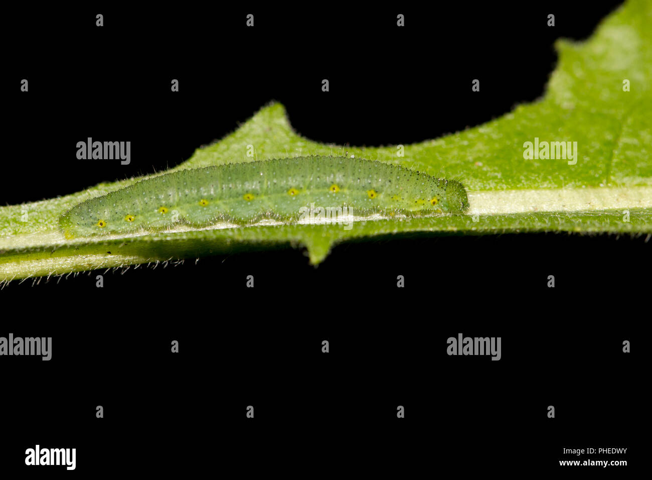 Green-veined white cabbage larvae Stock Photo - Alamy