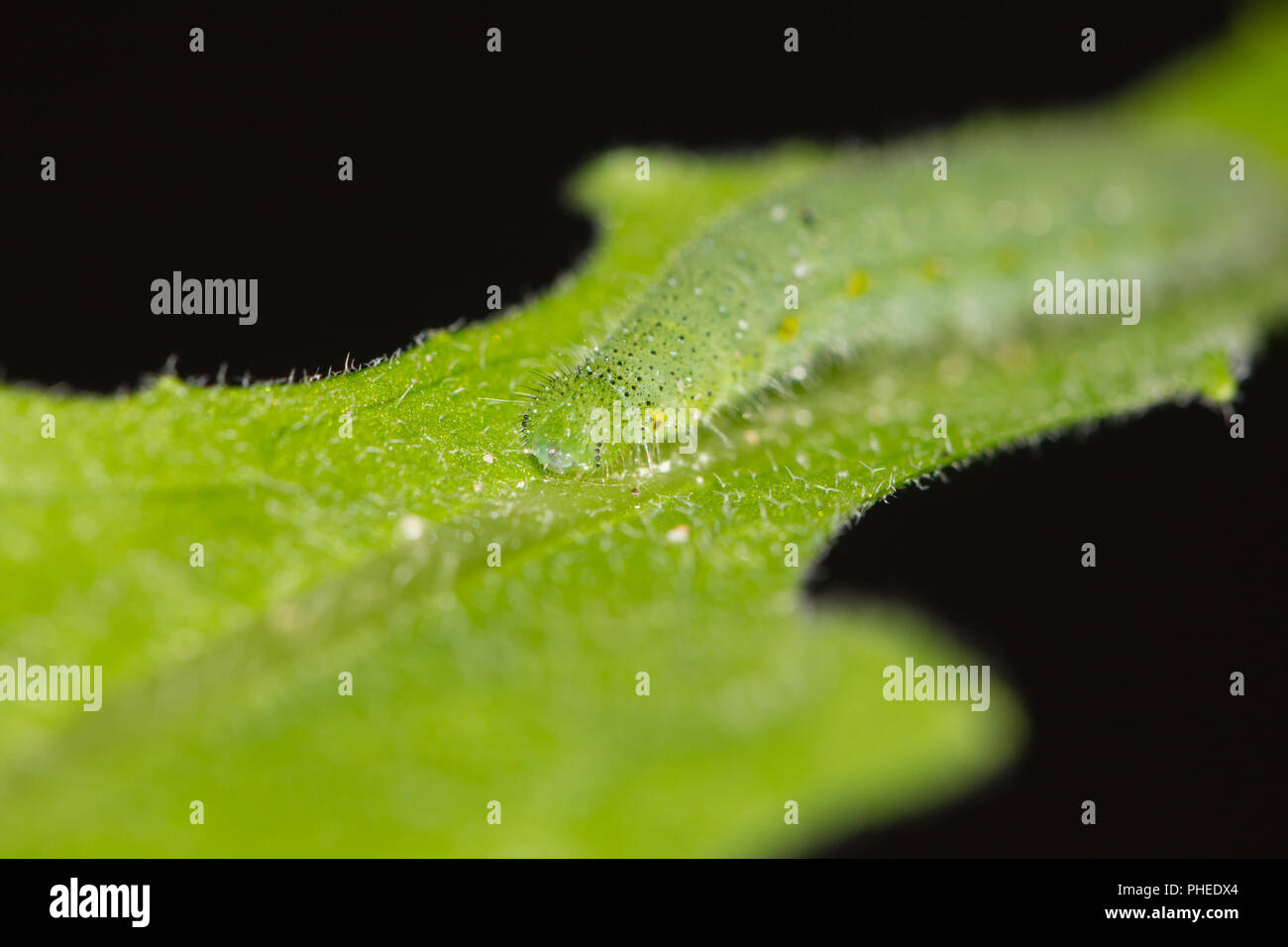 Cabbage white larvae hi-res stock photography and images - Alamy