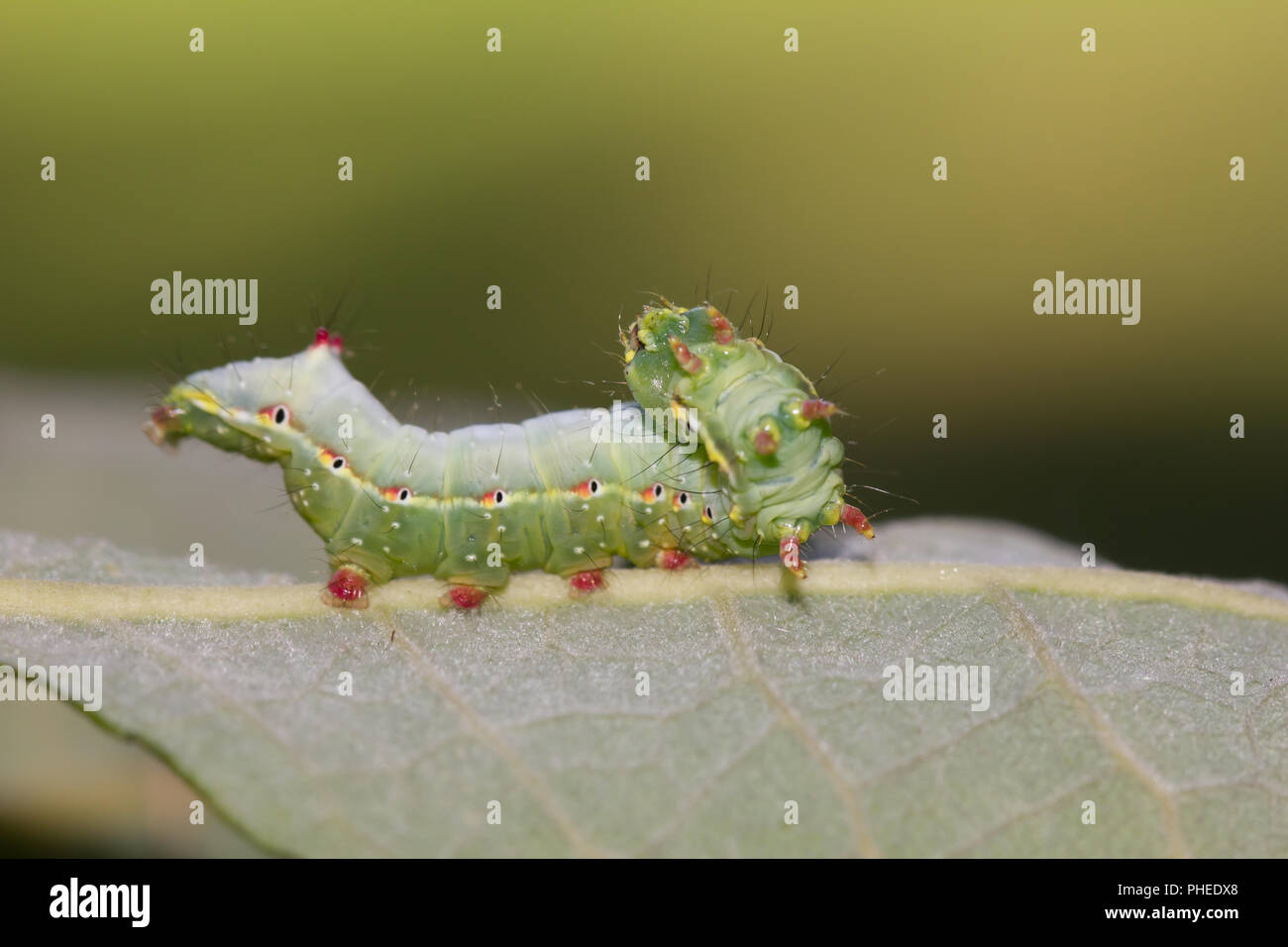Coxcomb moth caterpillar Stock Photo - Alamy