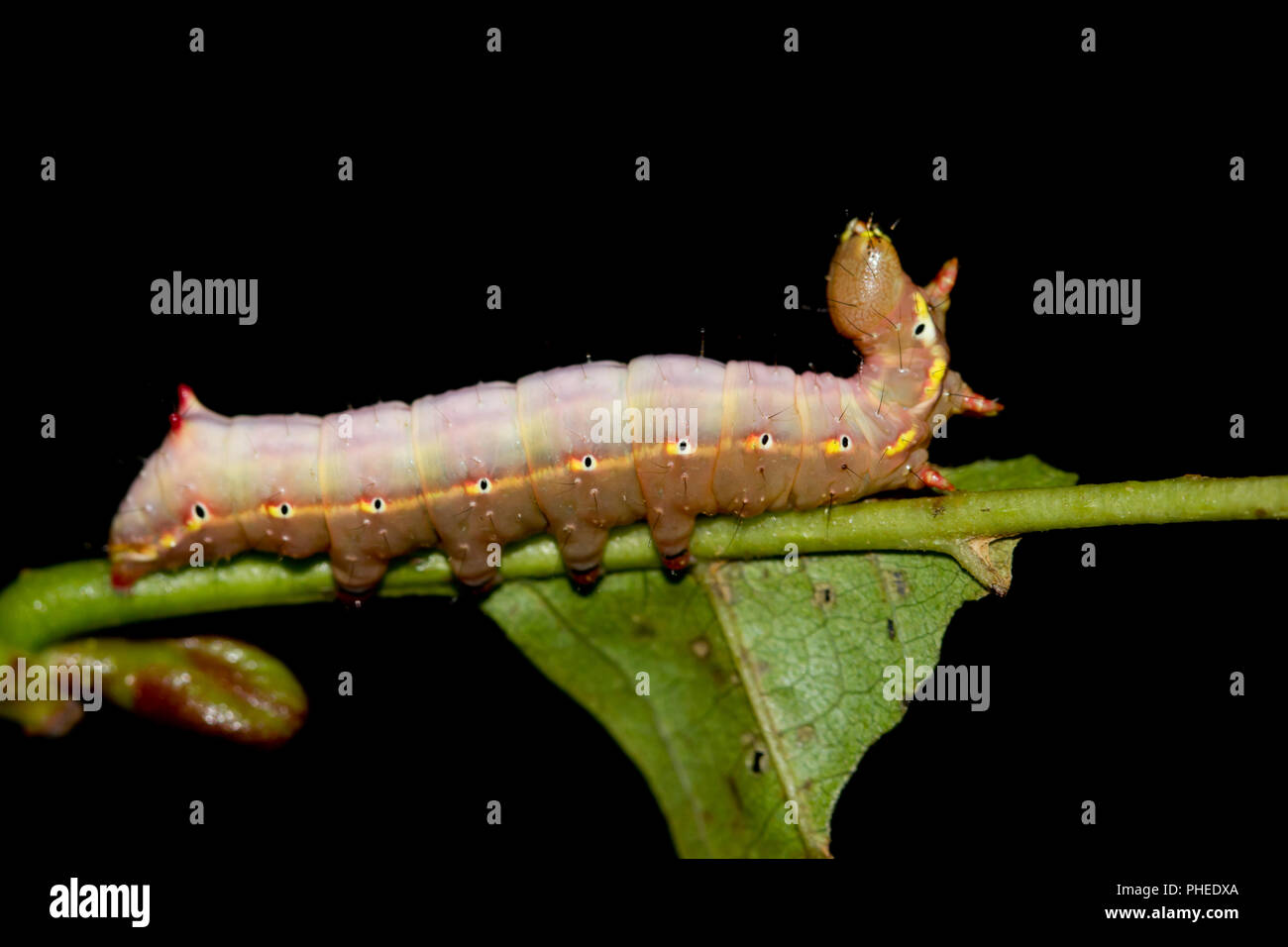 Coxcomb prominent moth caterpillar hi-res stock photography and images ...